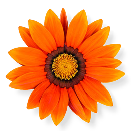SuperFlora - Creating Colourful Connections