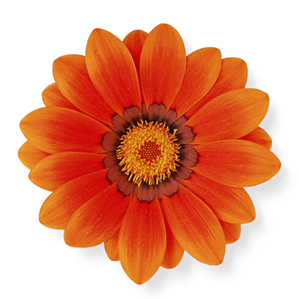 SuperFlora - Creating Colourful Connections
