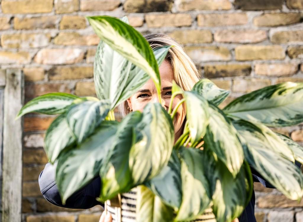 SuperFlora - Creating Colourful Connections