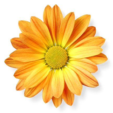 SuperFlora - Creating Colourful Connections